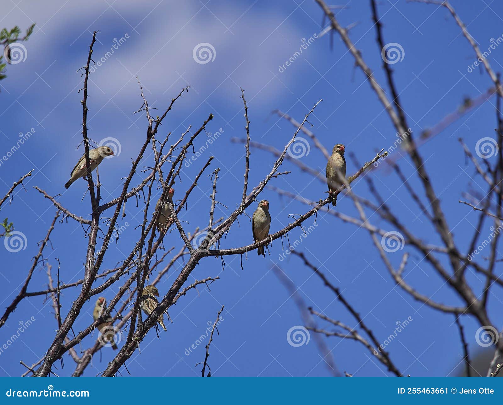 Bird sitting in a tree stock image. Image of environment - 255463661