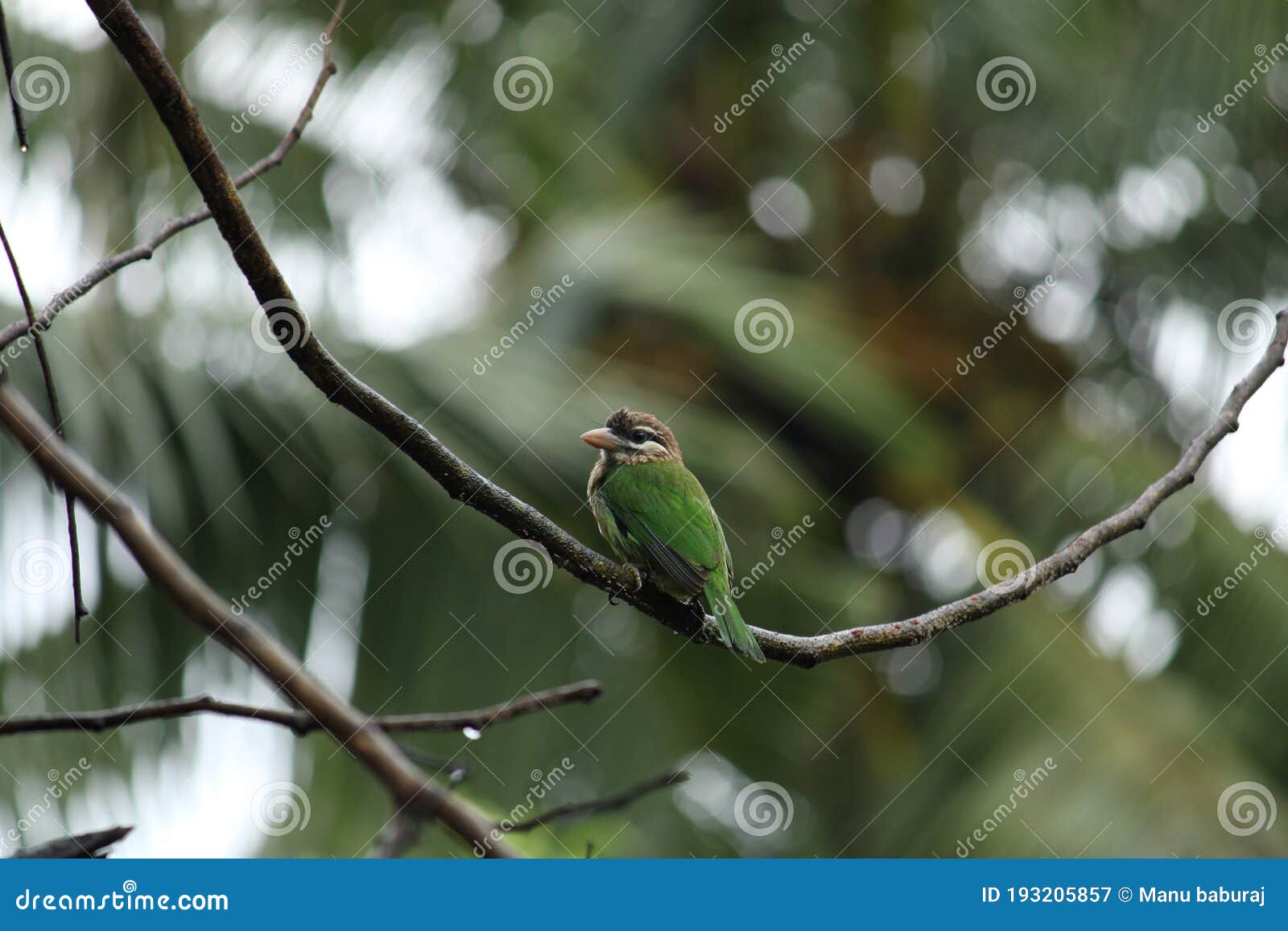 A Bird Sitting on a Tree is Never Afraid of Branch Breaking because Her ...