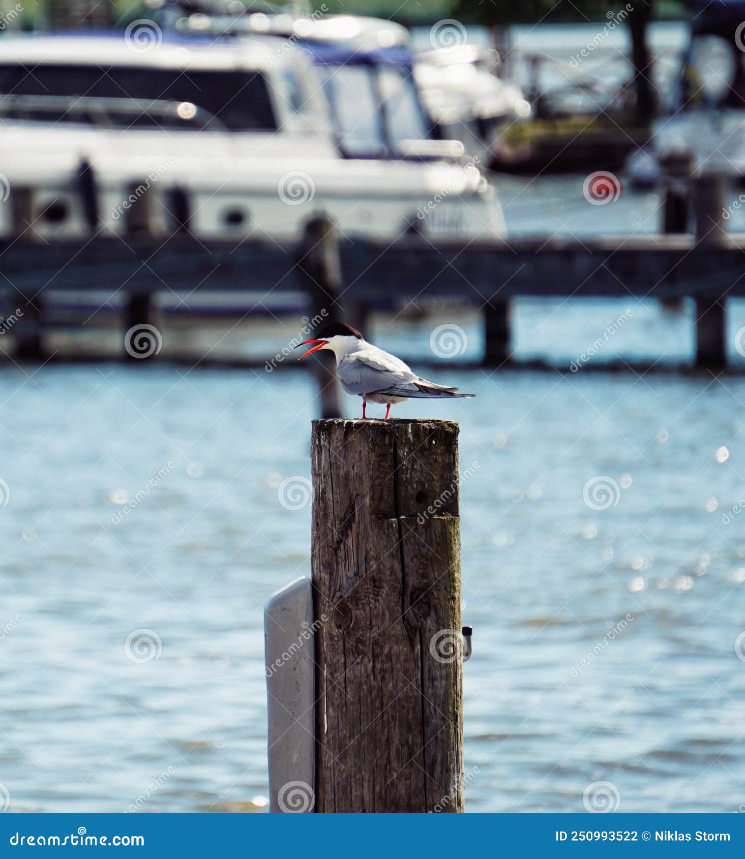 Bird Sitting on Tree Post in Water Stock Photo - Image of sitting, tree ...