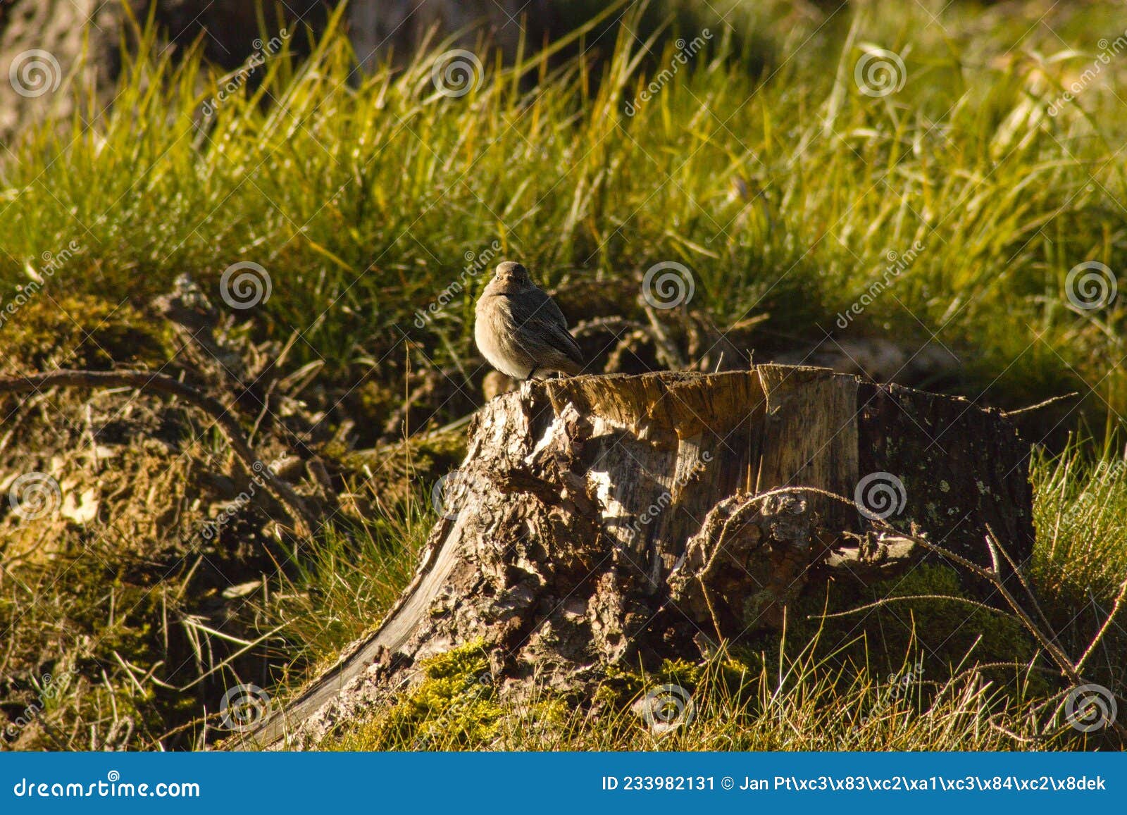 A Bird Sitting on a Tree Stump Stock Image - Image of bread, antlers ...