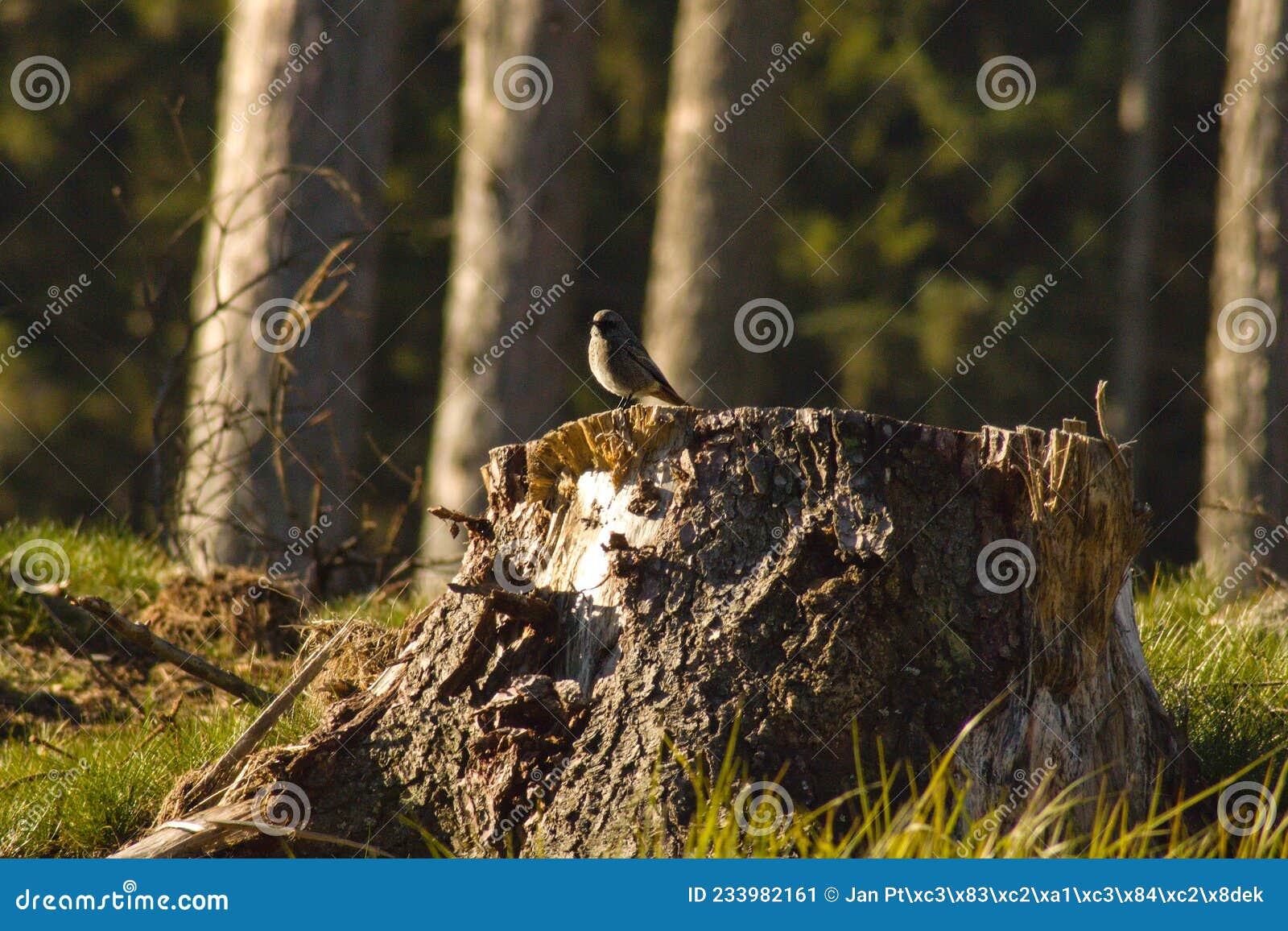A Bird Sitting on a Tree Stump Stock Image - Image of field, grass ...