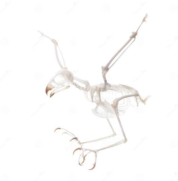 Bird skeleton stock image. Image of detailed, details - 15650467