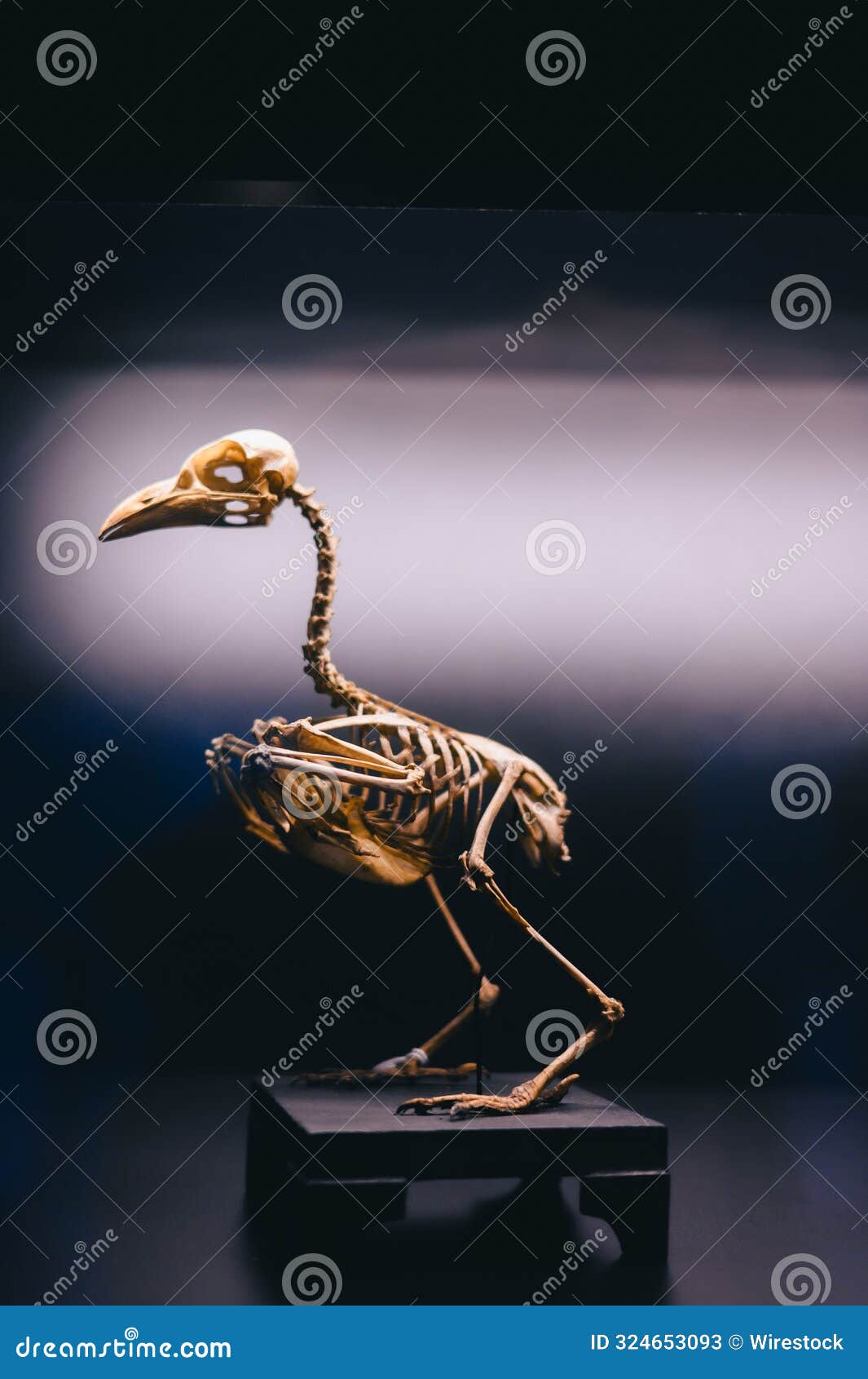 Bird Skeleton With Body. Realistic Detailed Illustration. Bird Inner ...