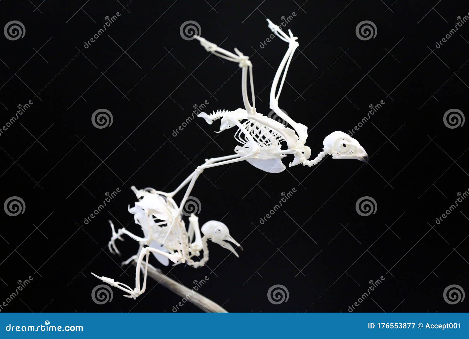 Flying Bird Skeleton
