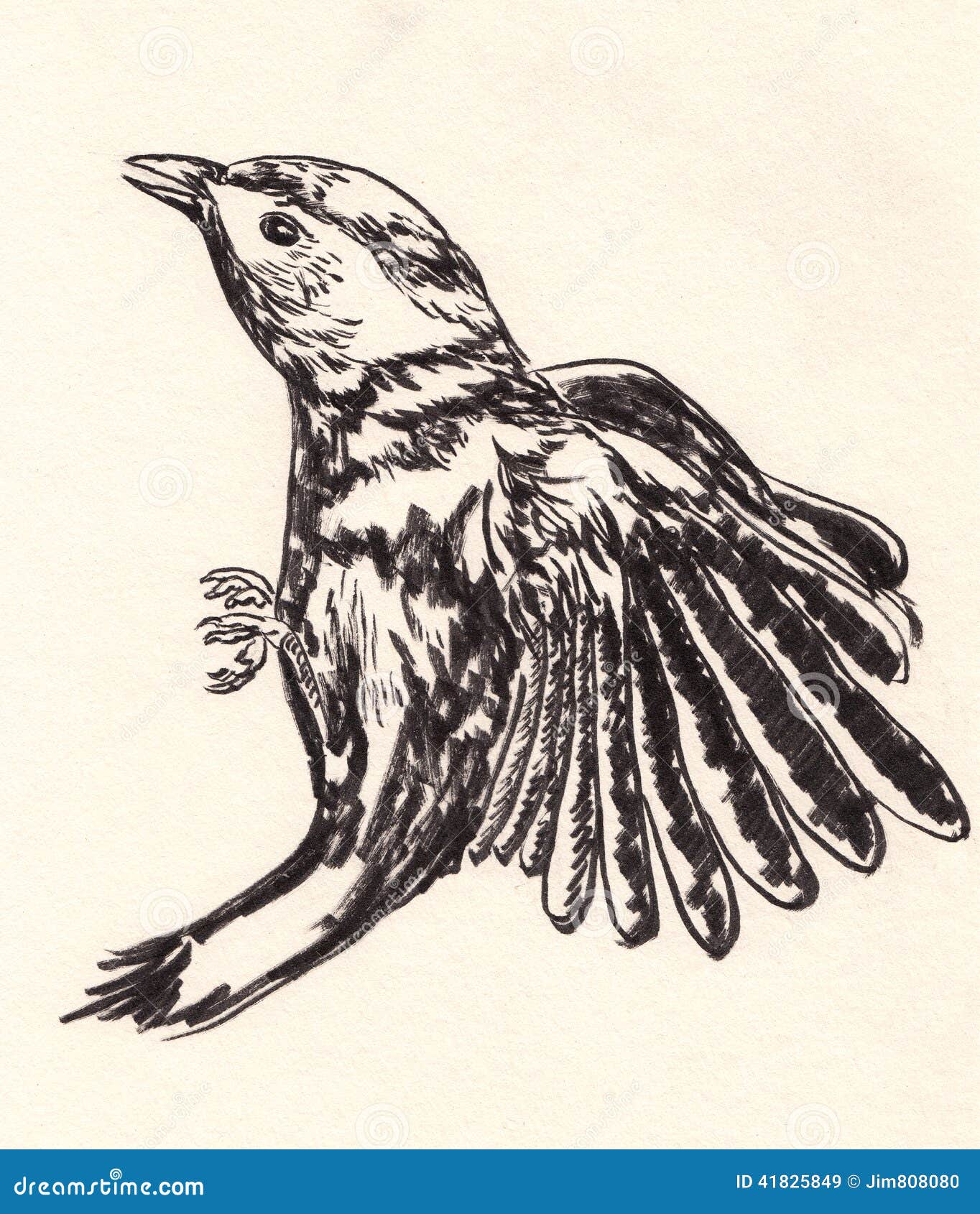 Bird sketch stock illustration. Illustration of drawing - 41825849