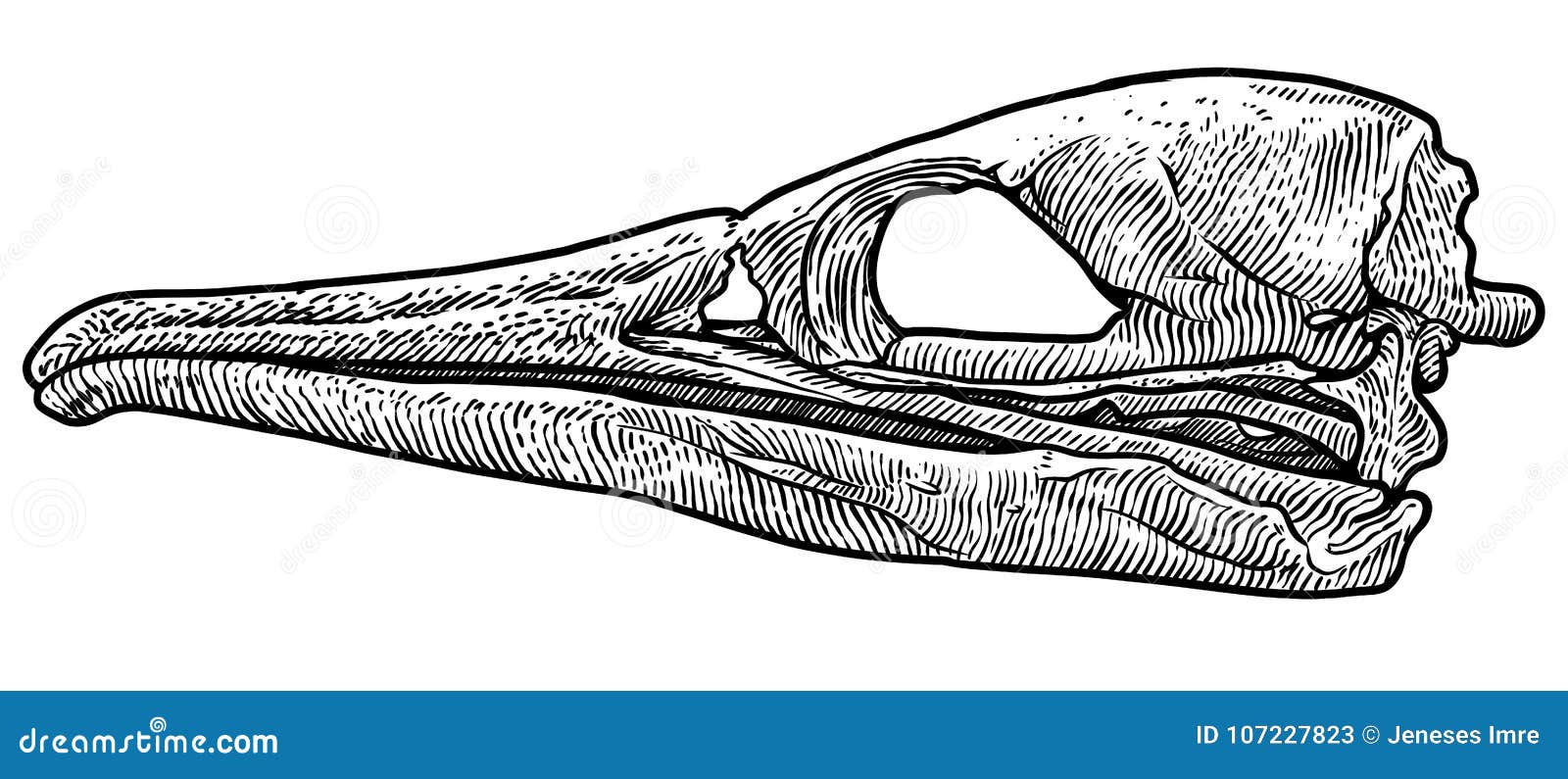 Bird Skull Illustration Drawing Engraving Ink Line Art Vector