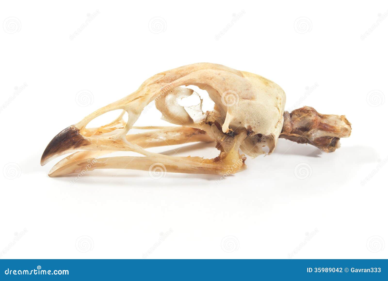Bird skull stock photo. Image of biology, isolated, medical - 35989042