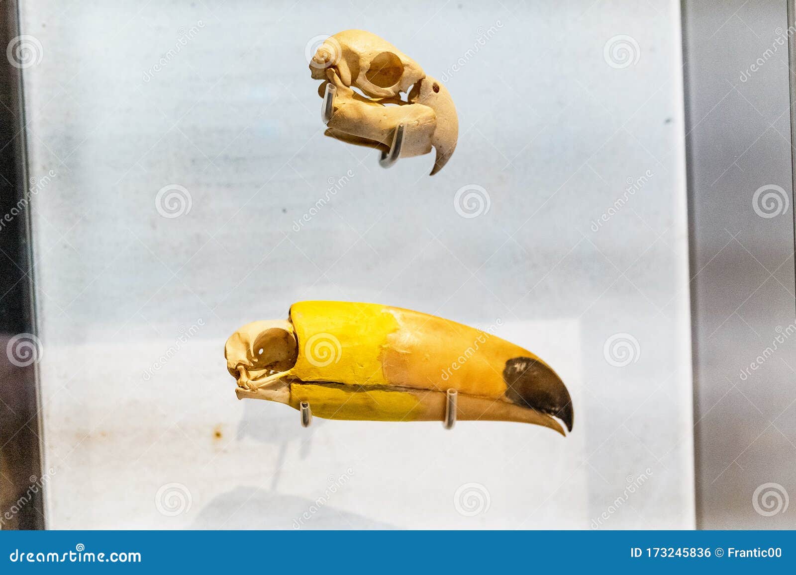 Skulls & Bones In A Burial Cave/grave Tana Toraja Editorial Image ...