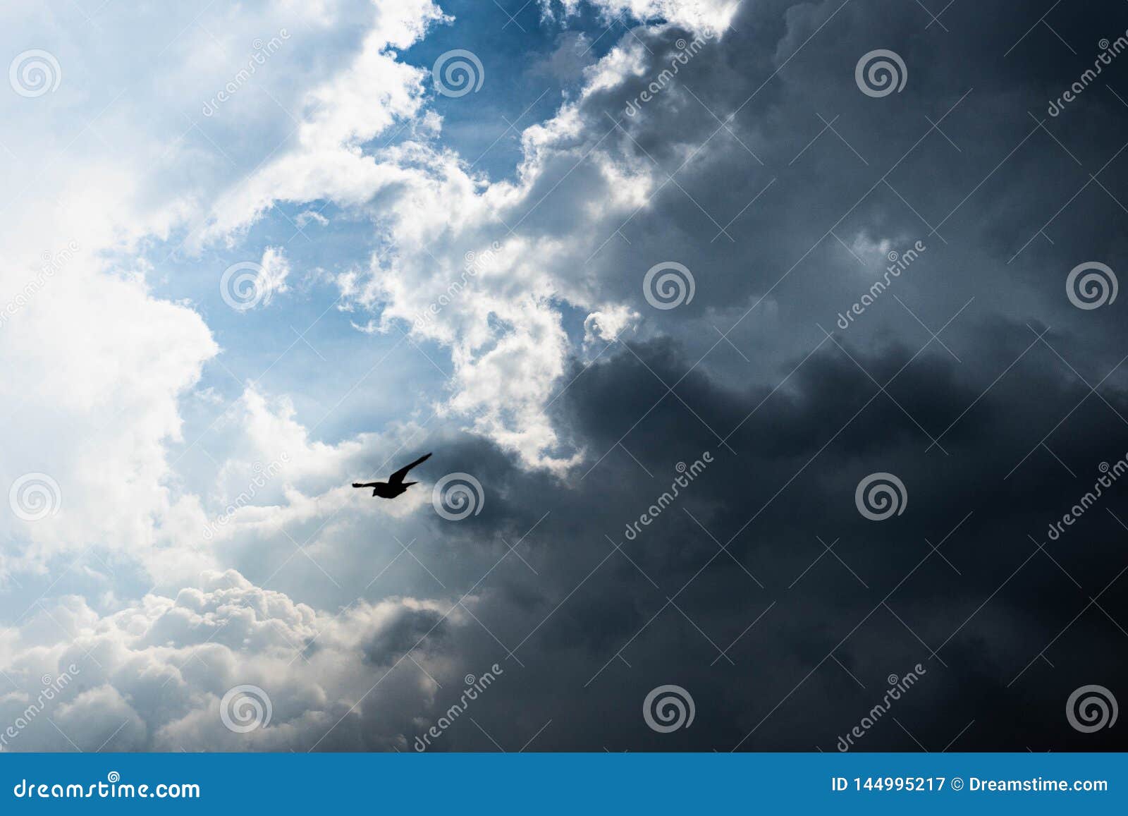 Bird on the sky stock image. Image of form, dark, blue - 144995217