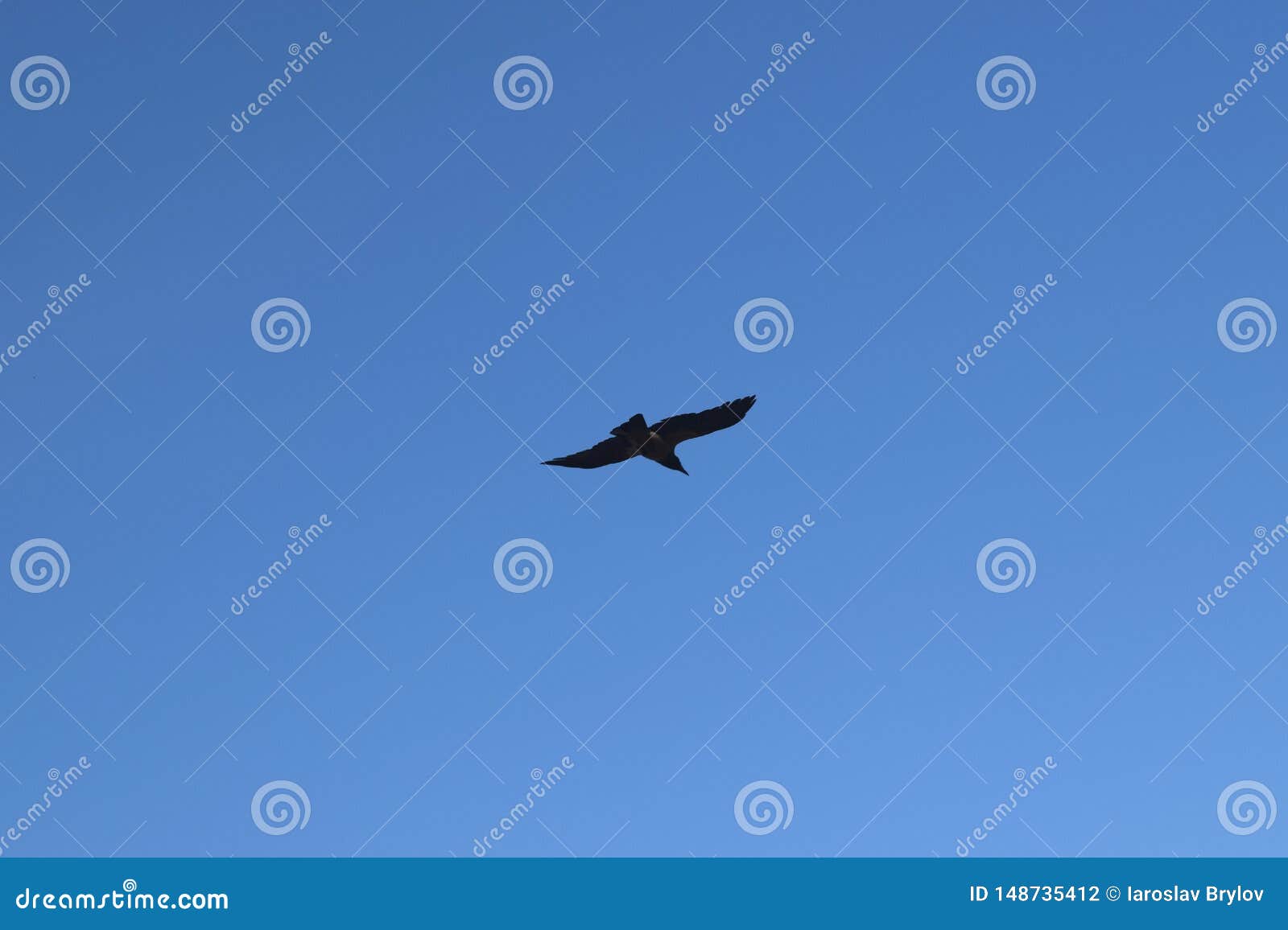 A Bird in the Sky Flying at an Altitude Stock Photo - Image of light ...