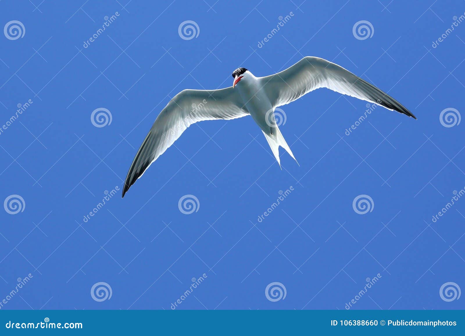 Bird, Sky, Gull, Seabird Picture. Image: 106388660