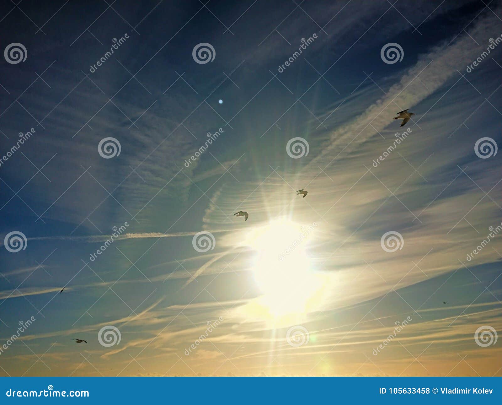 Bird stock photo. Image of bird, flight, freedom, birds - 105633458