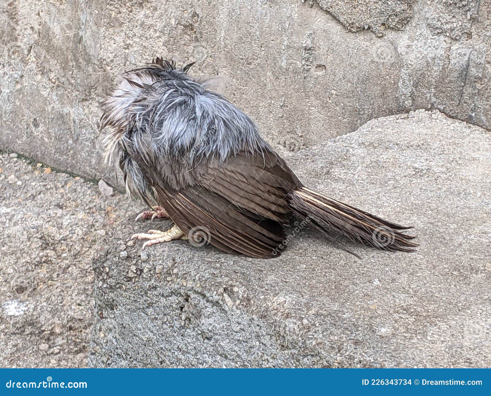 Bird Sleeping while Sitting Stock Photo - Image of beak, duck: 226343734