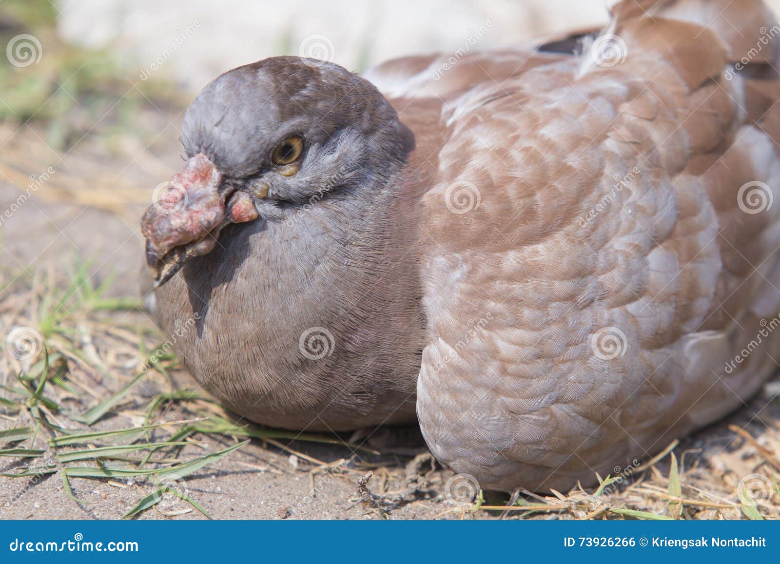 à¸´bird stock photo. Image of infectionsndying, smallpox - 73926266