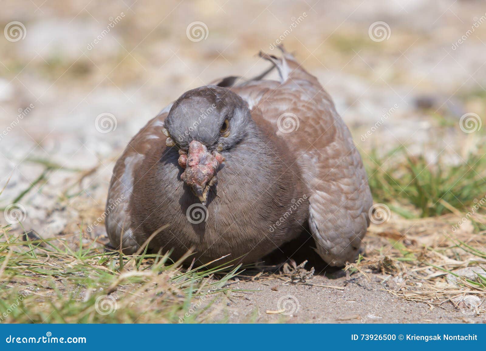 à¸´bird stock photo. Image of pigeon, infections, infected - 73926500