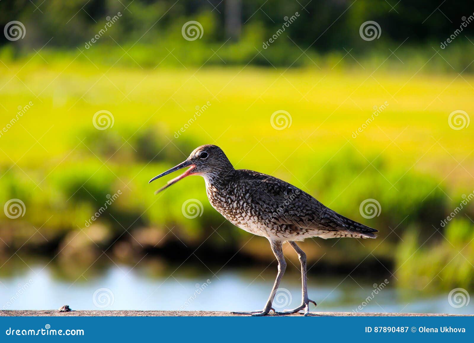 Bird Snipe. in the Distance, the Swamp Stock Image - Image of beak ...
