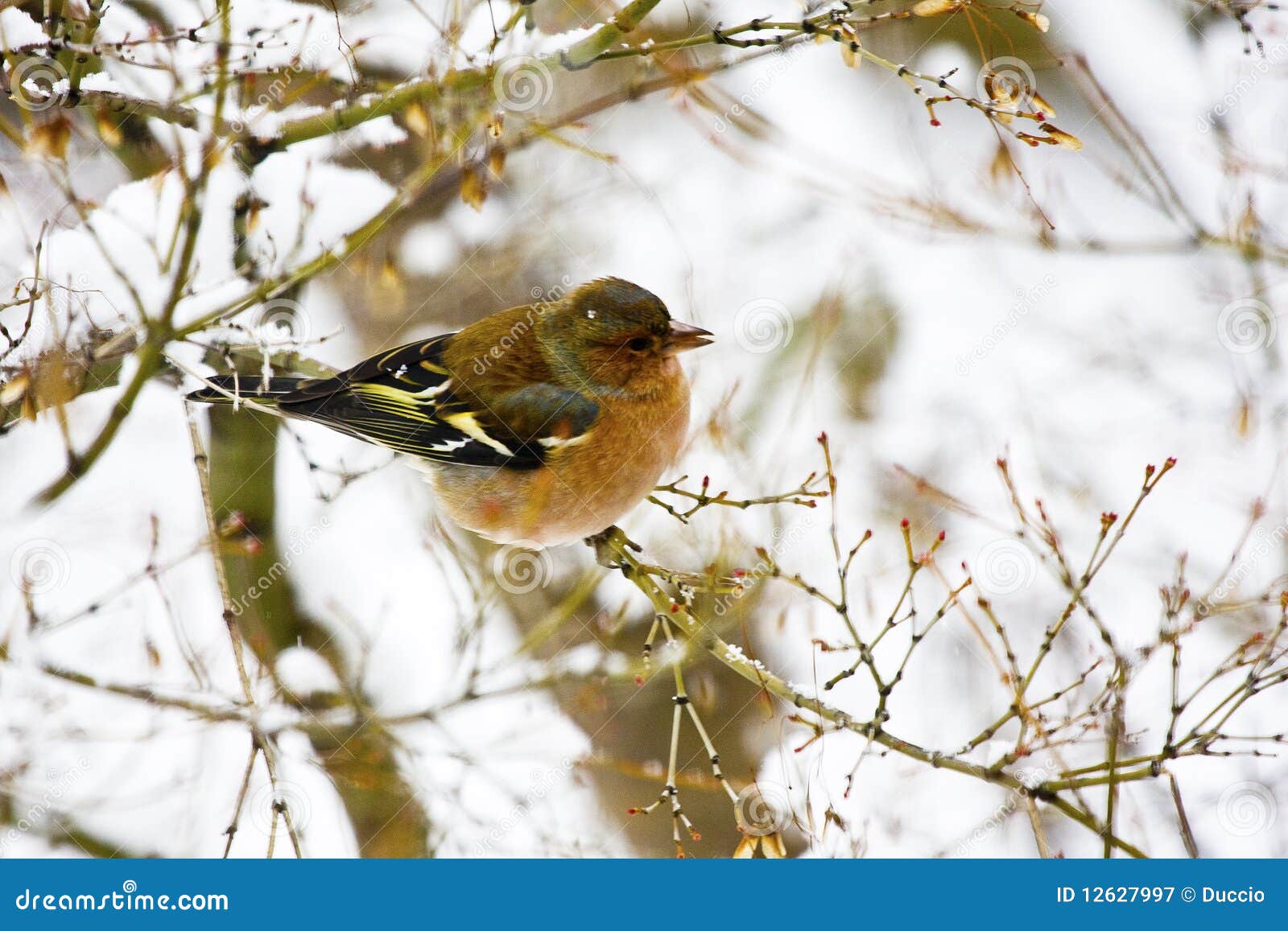 Bird in the snow stock image. Image of nature, wild, stagine - 12627997