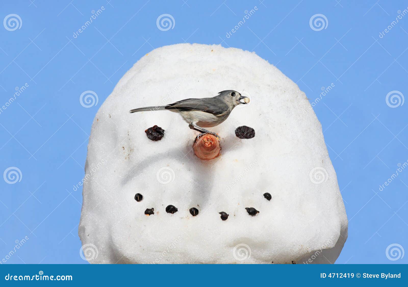 Bird on a Snowman stock image. Image of garden, frosty - 4712419
