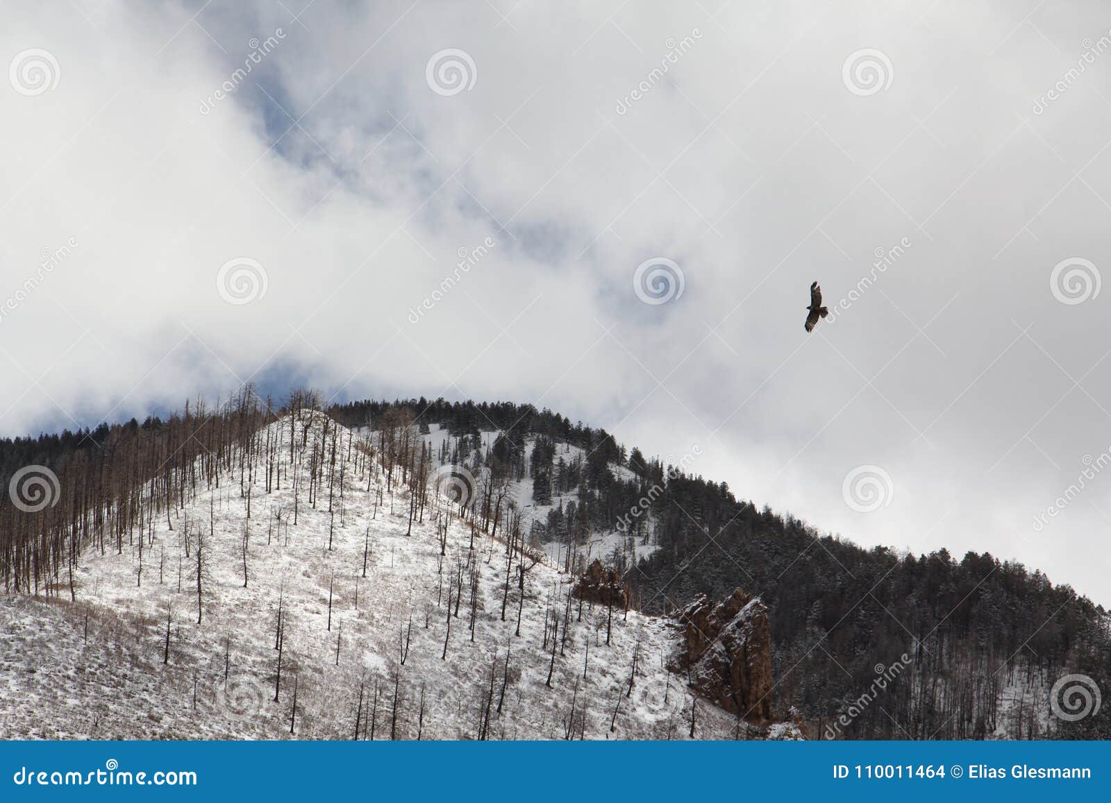 Bird Soaring Above Mountain Stock Photo - Image of flying, large: 110011464