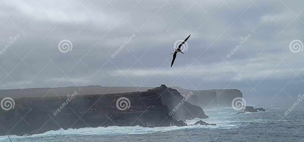 Bird Soaring Above Ocean Rocks Stock Image - Image of seascape, flying ...