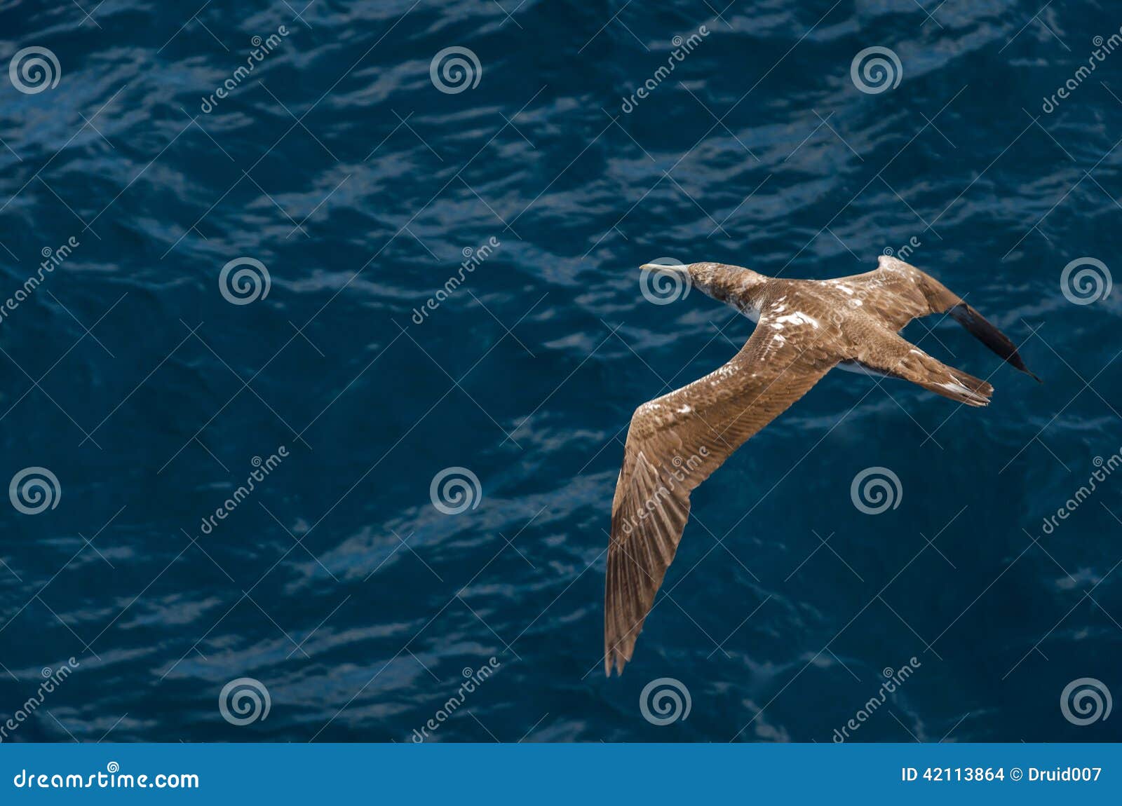 Bird Soaring Over the Ocean Stock Photo - Image of beak, flight: 42113864