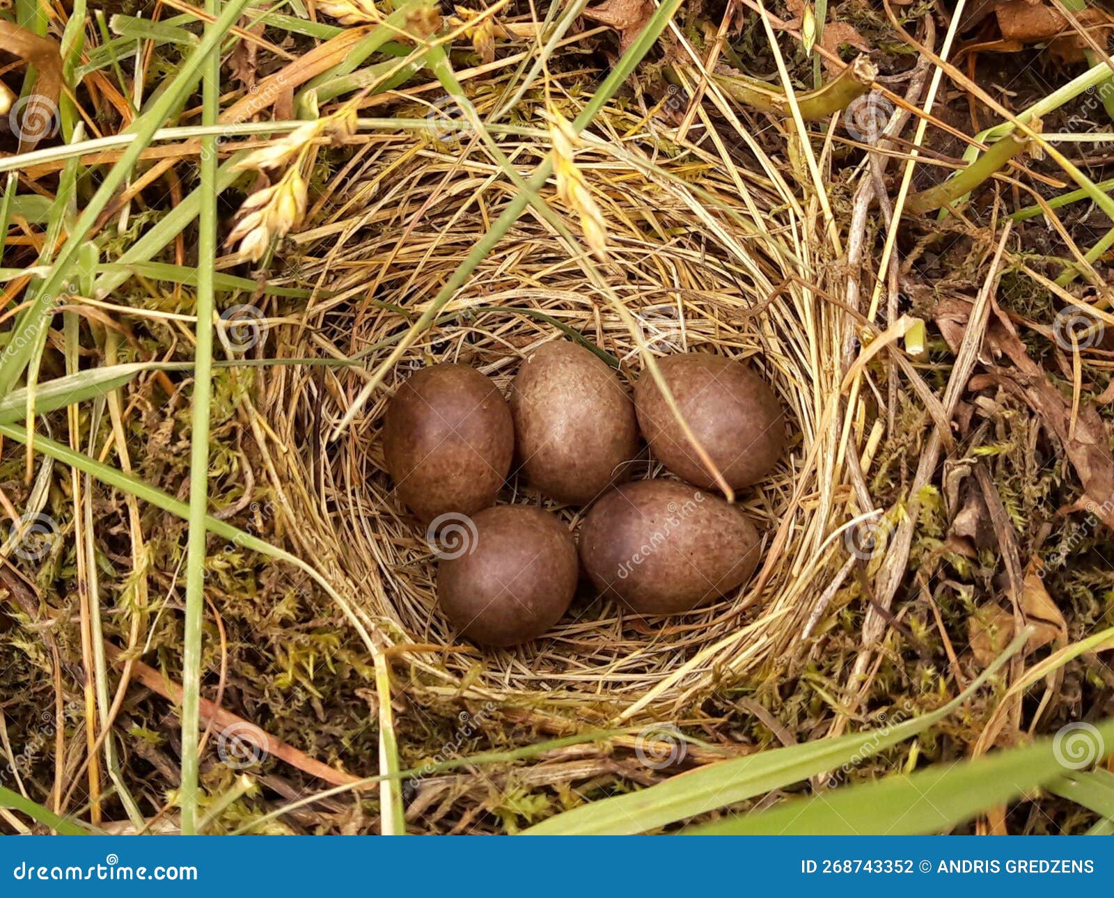 Bird socket summer stock photo. Image of prairie, wildlife - 268743352