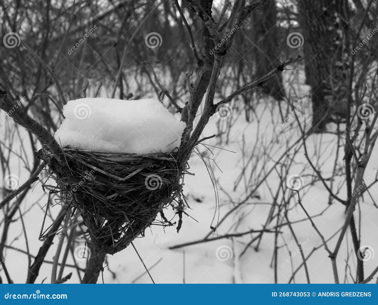 Bird socket winter stock image. Image of branch, tree - 268743053
