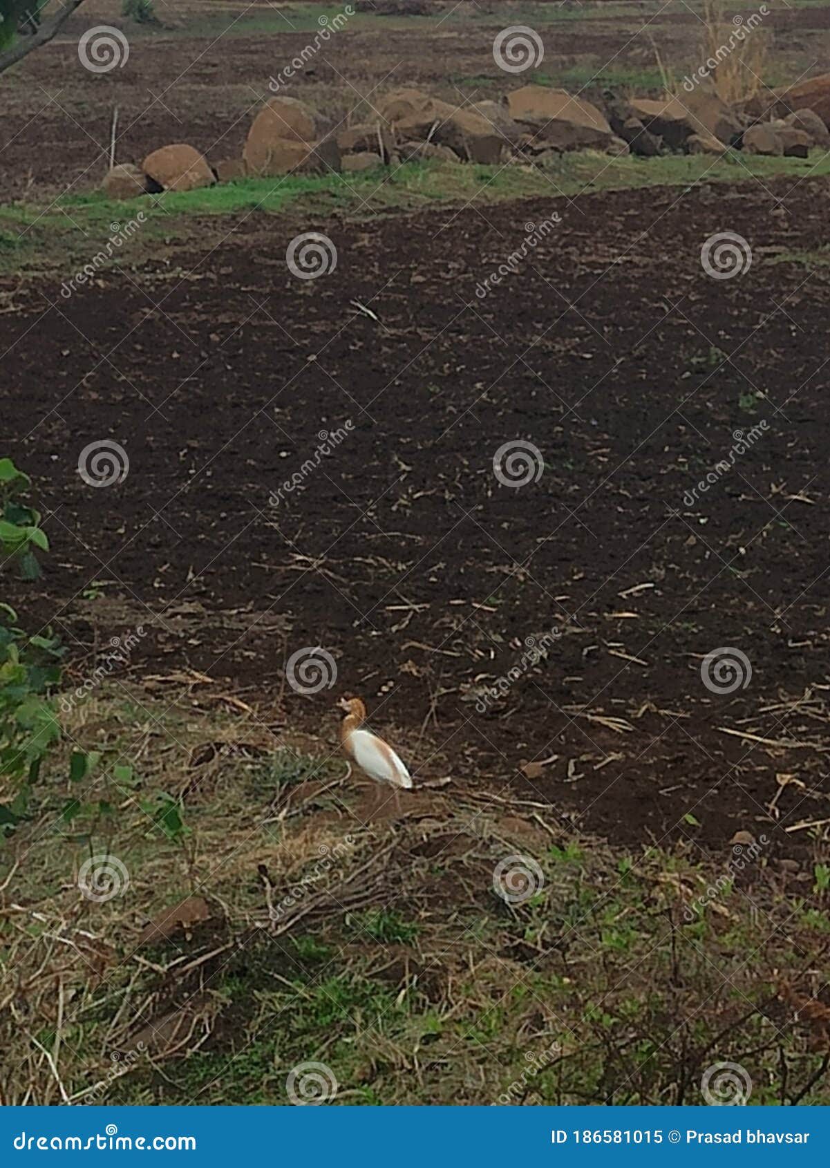 Bird On The Soil Looking Beautiful On Black Soil Royalty-Free Stock ...