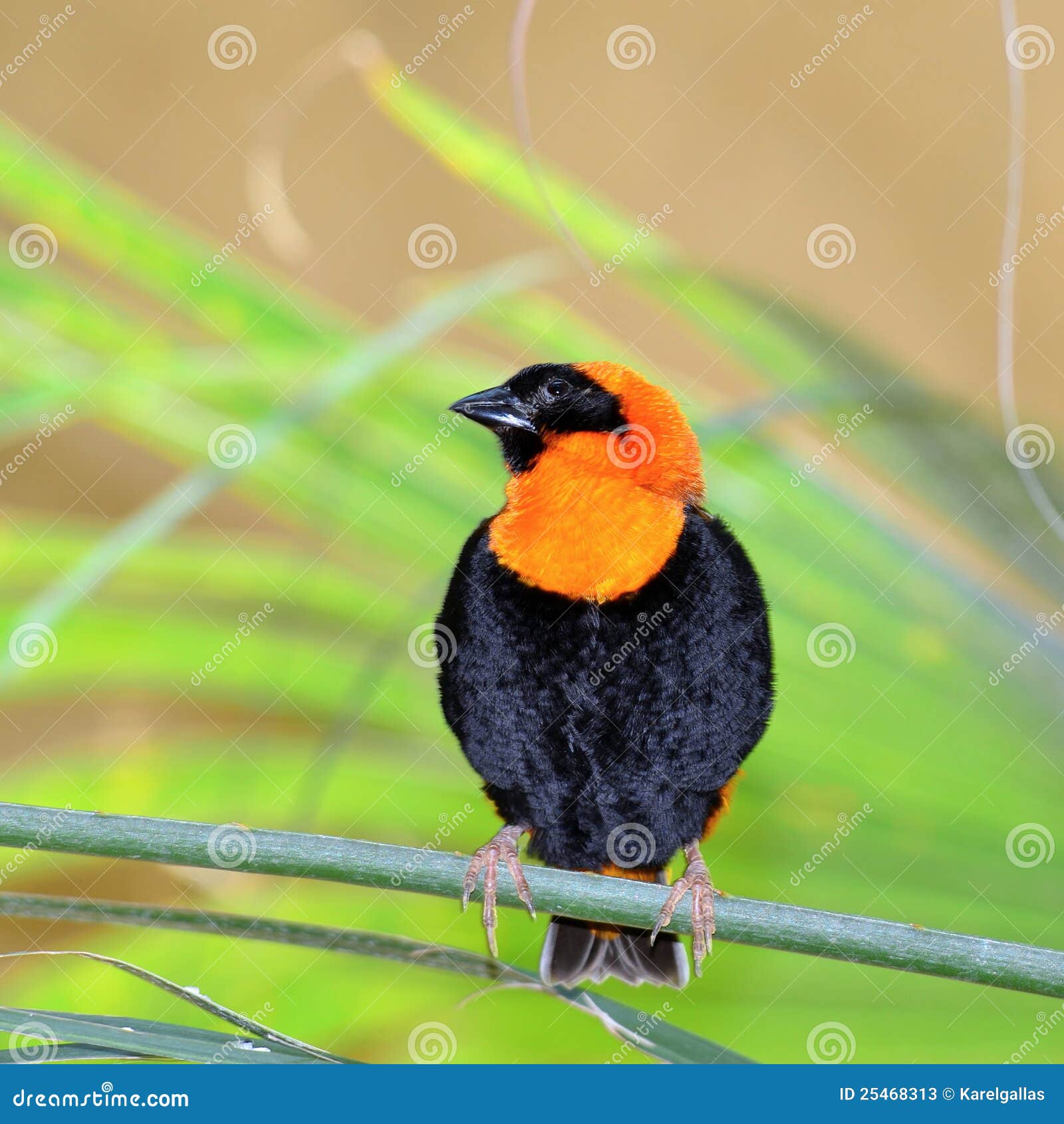 Bird southern red bishop stock image. Image of bishop - 25468313