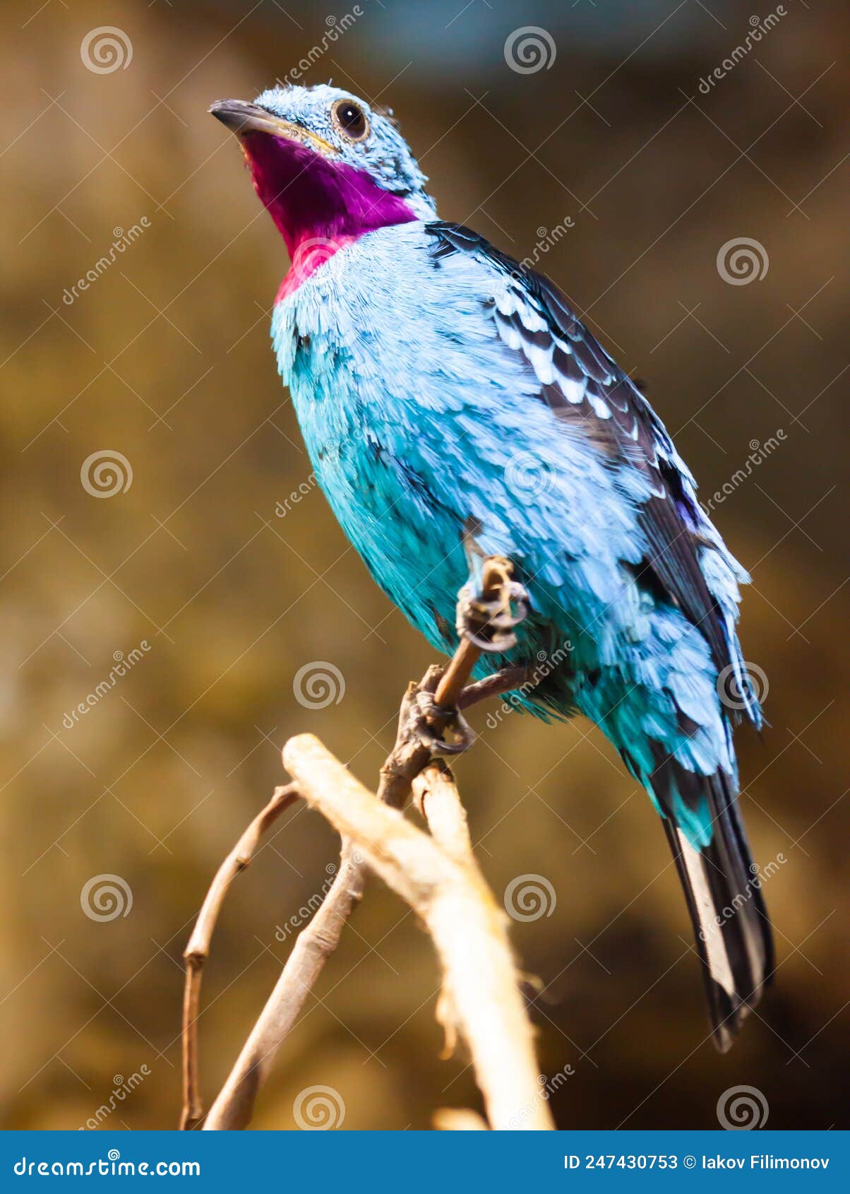 Bird Spangled Cotinga Closeup. Stock Image - Image of feather, macro ...
