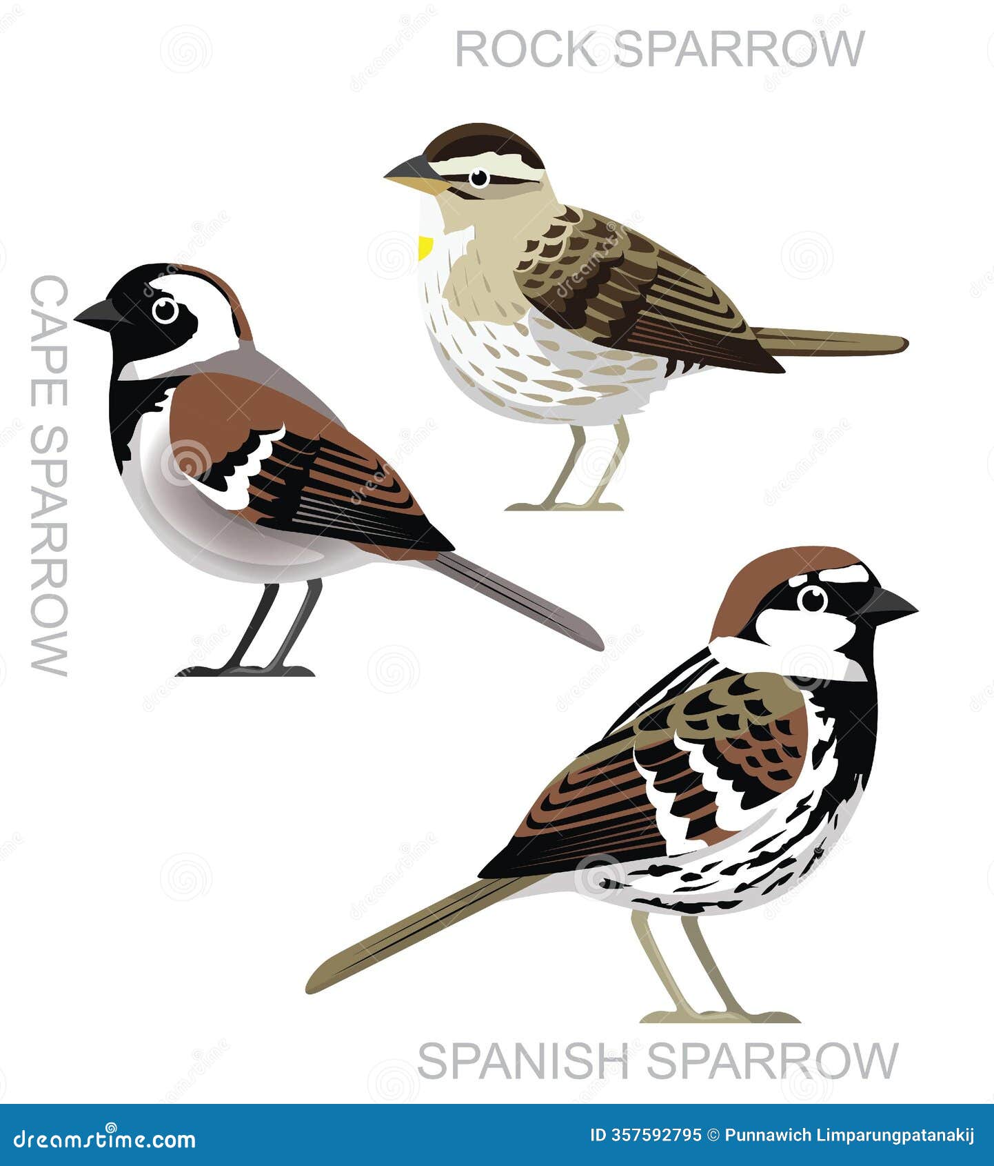 Bird Spanish Sparrow Cape Sparrow Set Cute Cartoon Vector Stock Vector ...