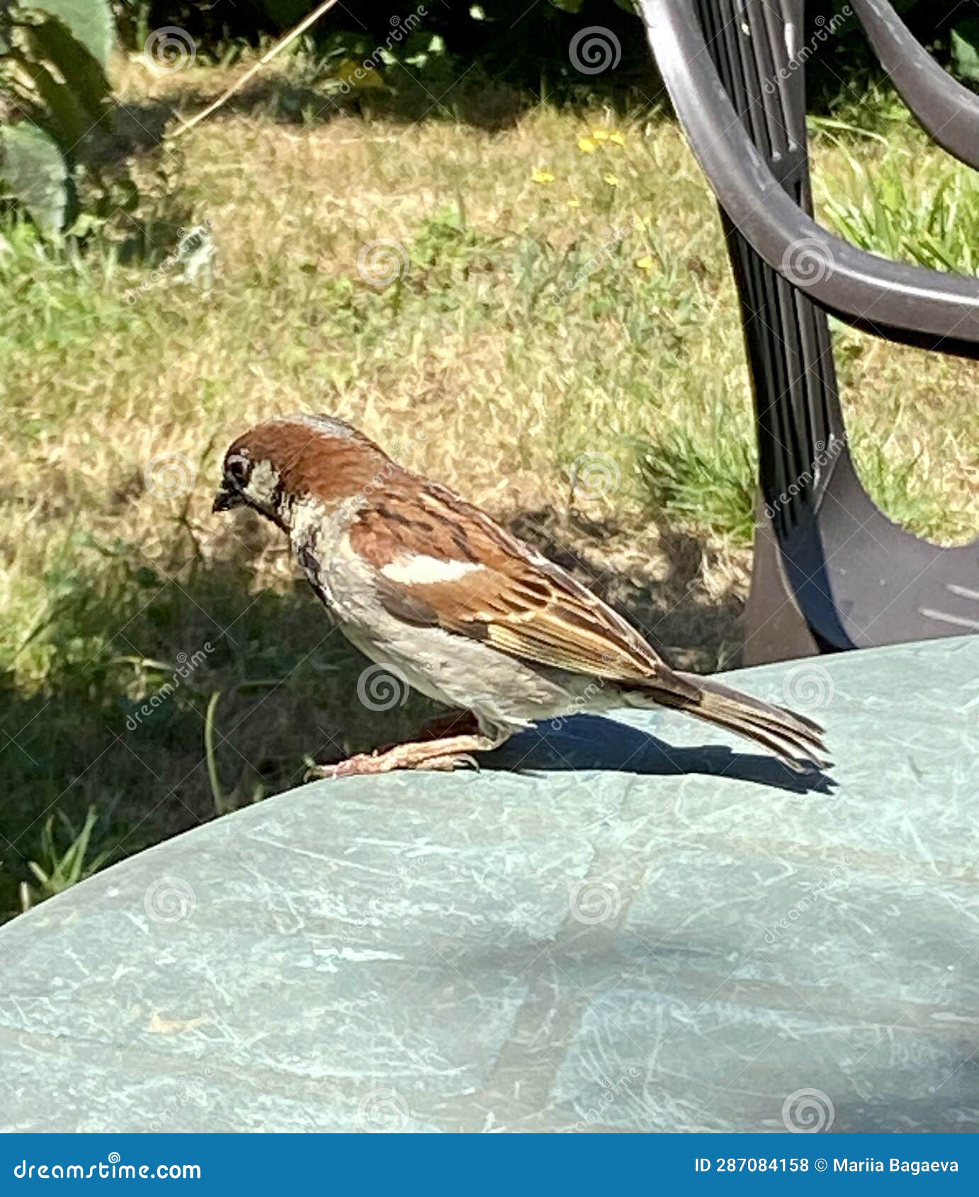 Bird Sparrow on the Dining Table Stock Photo - Image of closeup ...