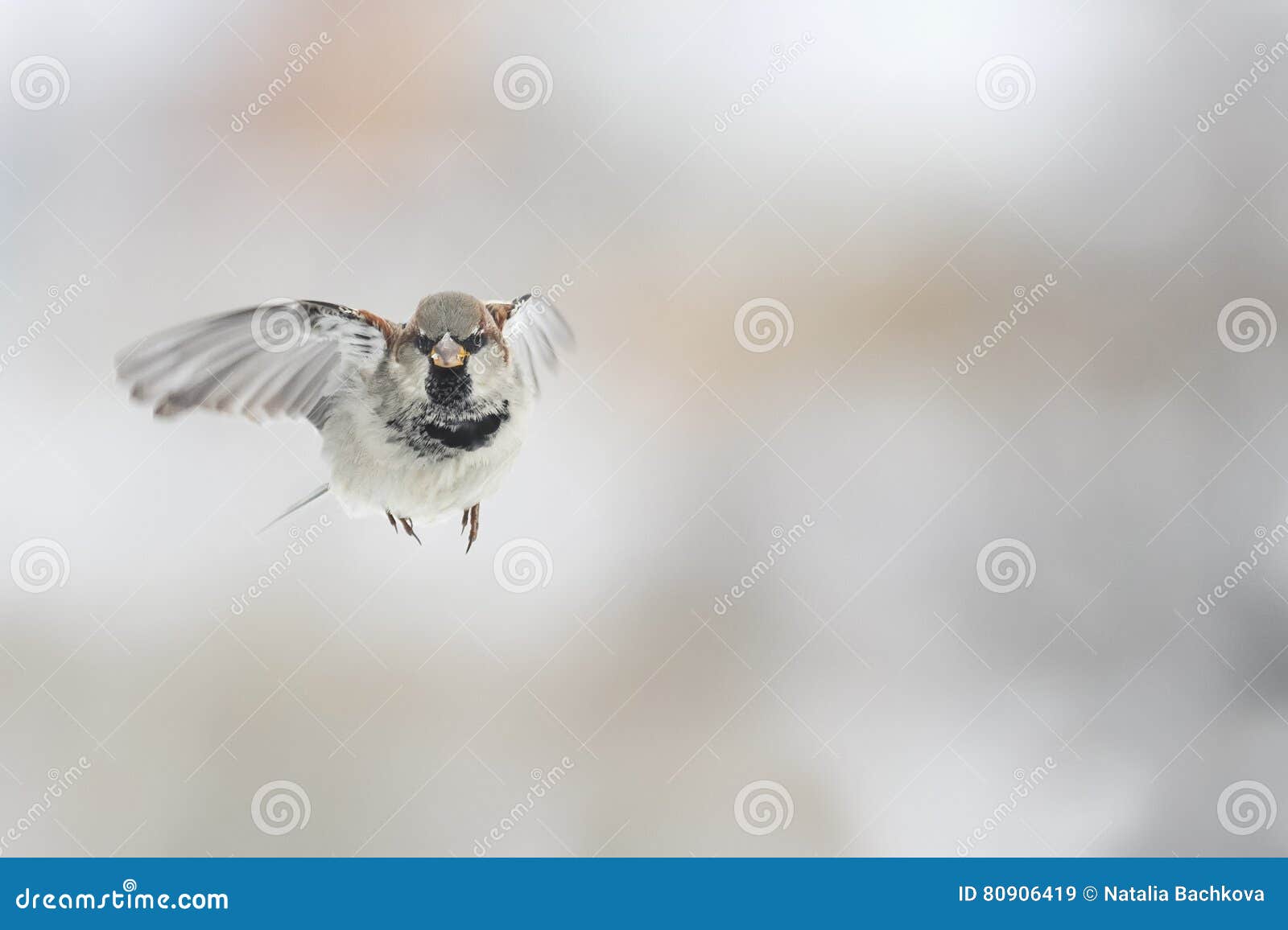 Bird Sparrow is Flying Straight in the Sky Stock Image - Image of ...