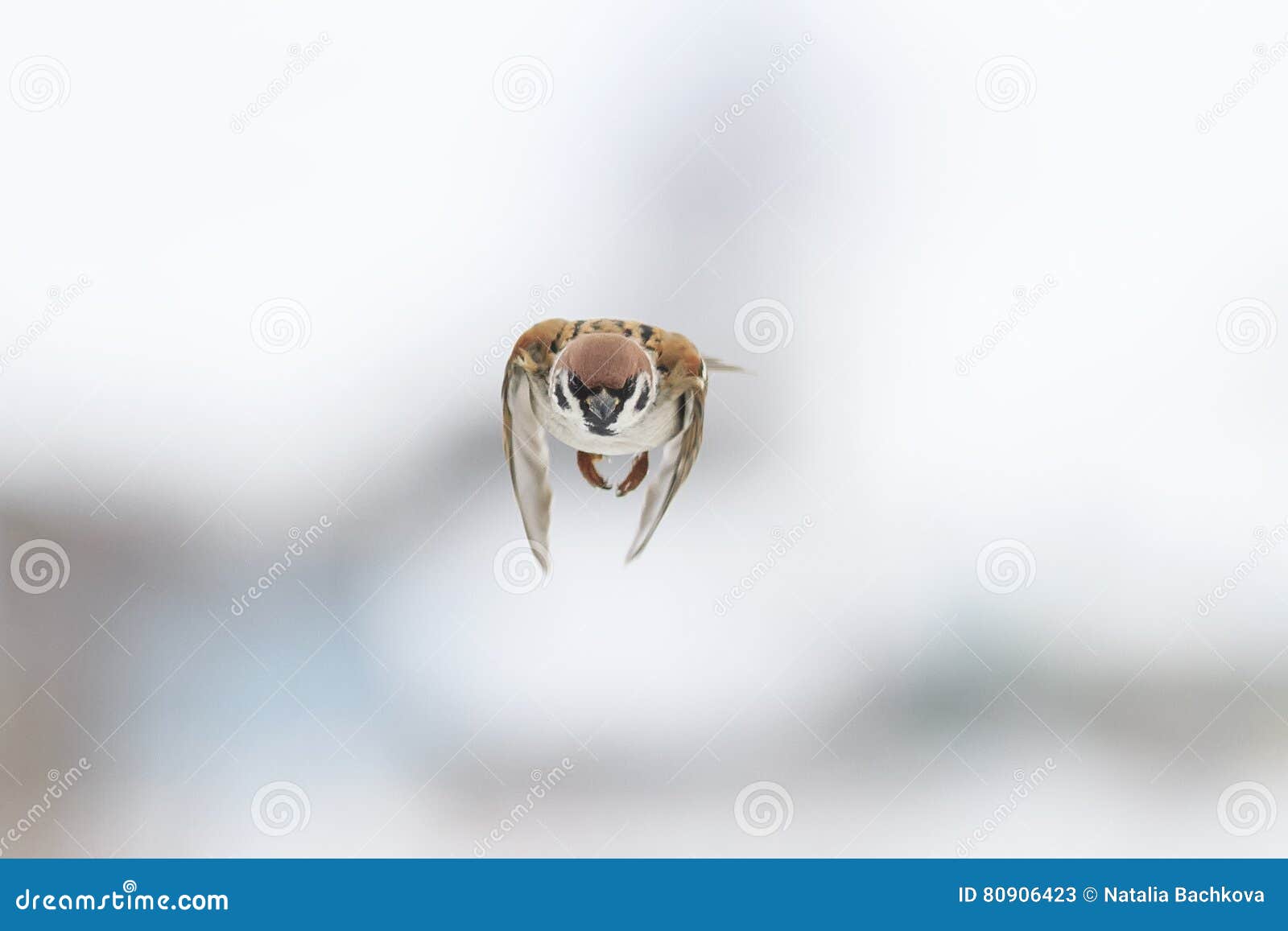 Bird Sparrow is Flying Straight in the Sky Stock Image - Image of ...