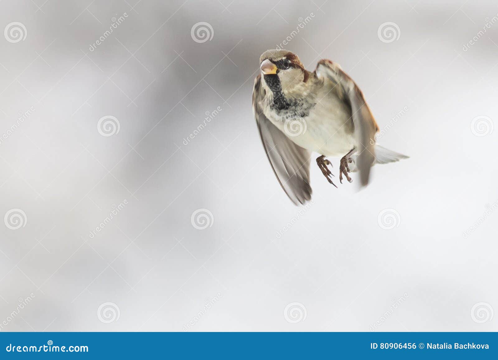 Bird Sparrow is Flying Straight in the Sky Stock Photo - Image of ...