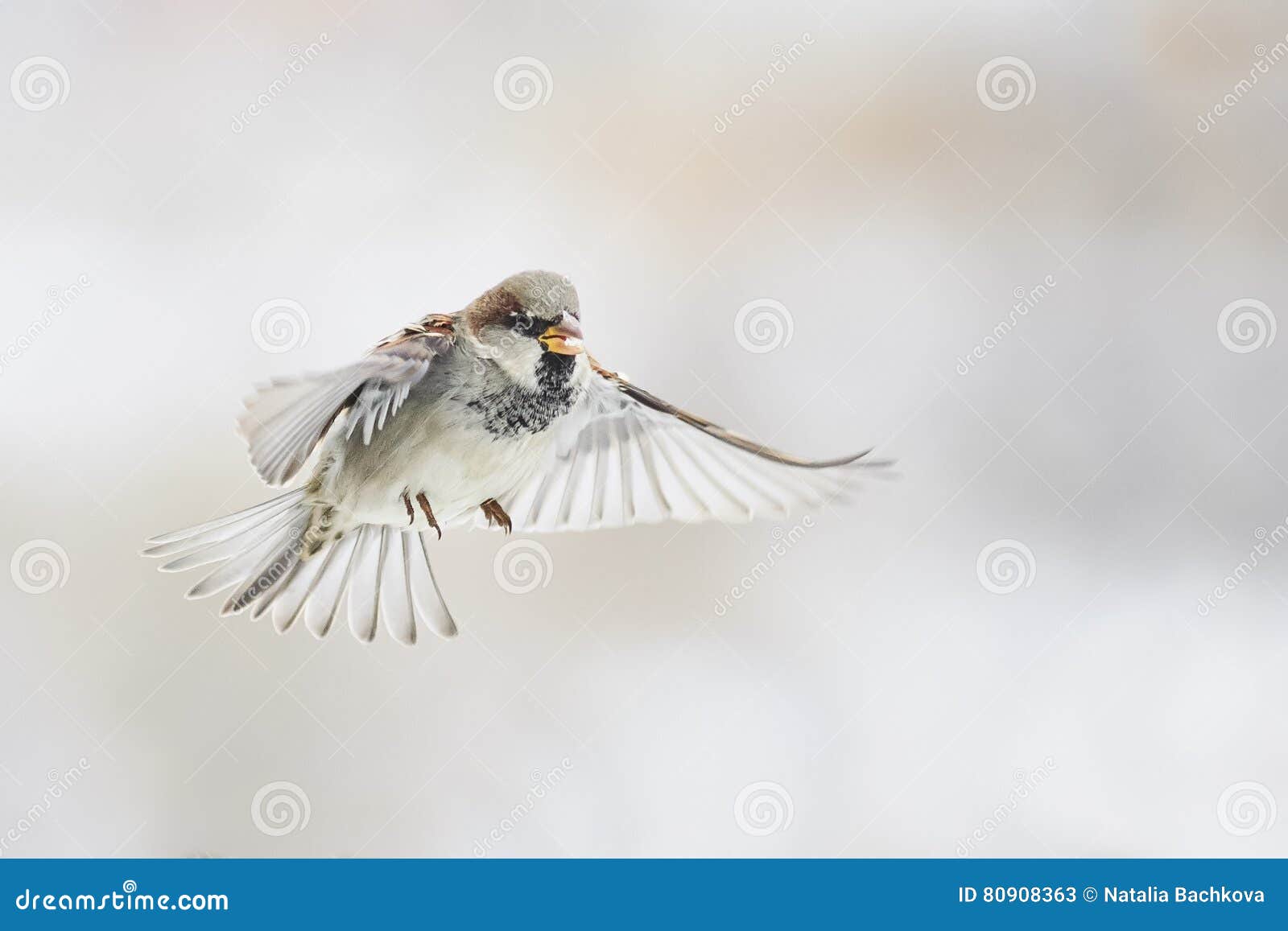 Bird Sparrow is Flying Straight in the Sky Stock Image - Image of right ...