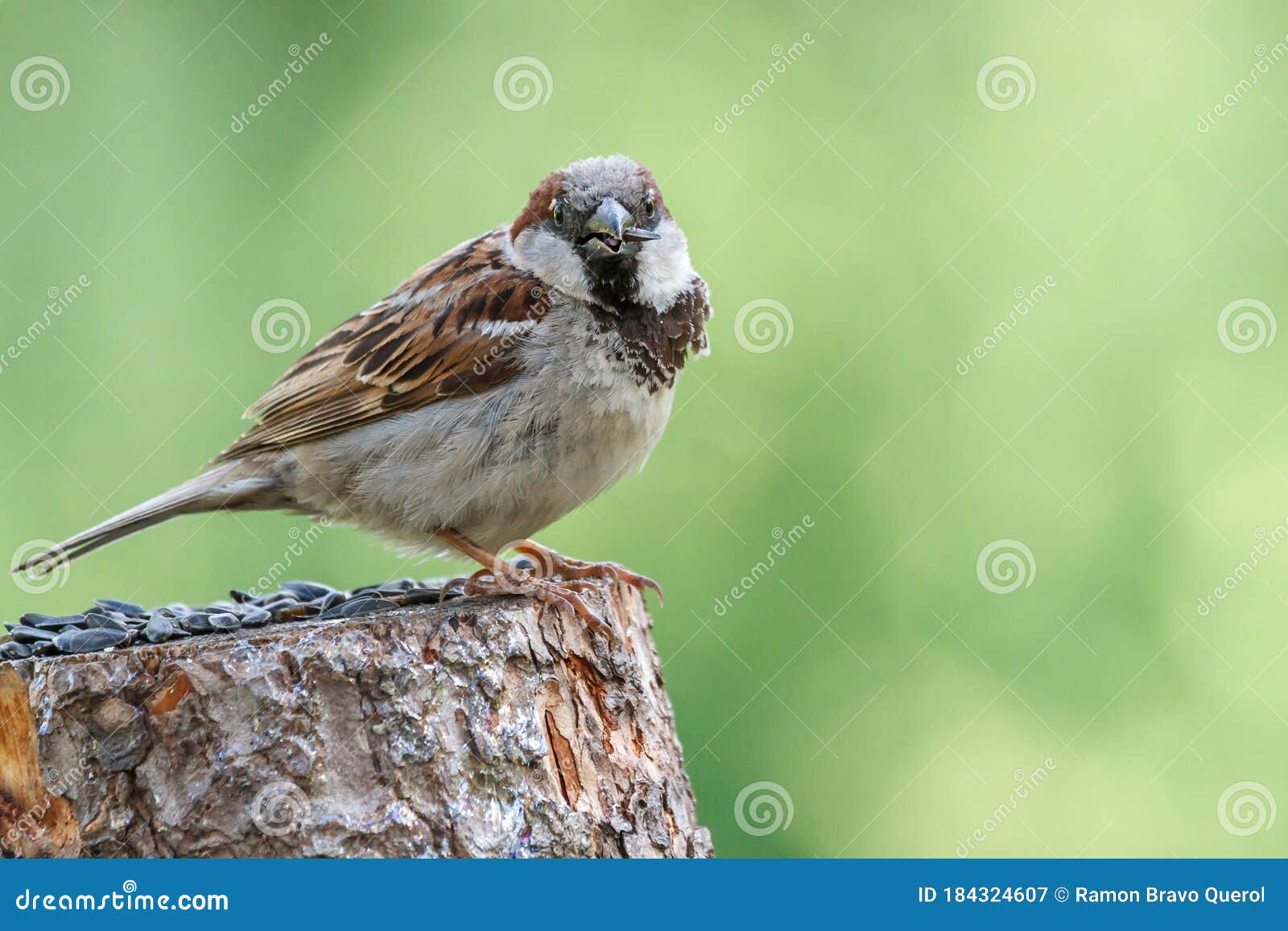 Bird Sparrow in Freedom in the Middle of Nature Stock Image - Image of ...