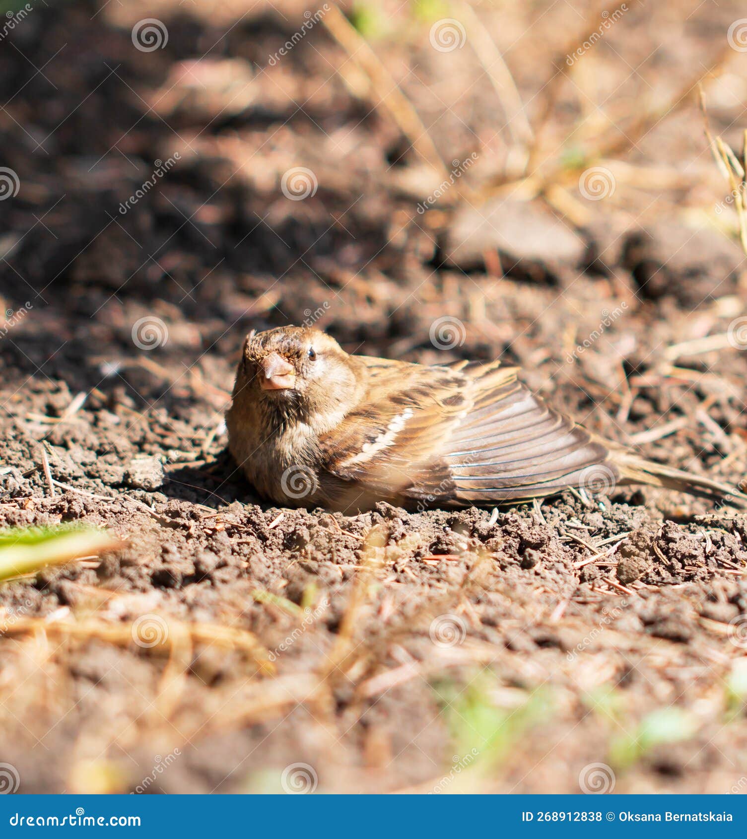 Bird of the Sparrow on the Ground Stock Photo - Image of bird, spring ...