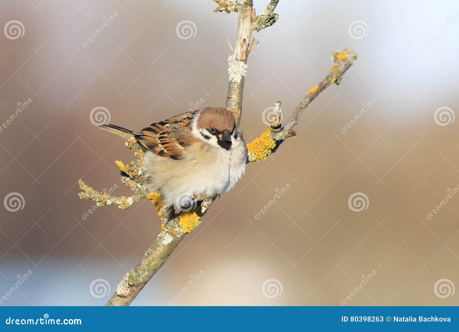 Bird Sparrow Sitting Hunched on the Branches in Spring Stock Image ...