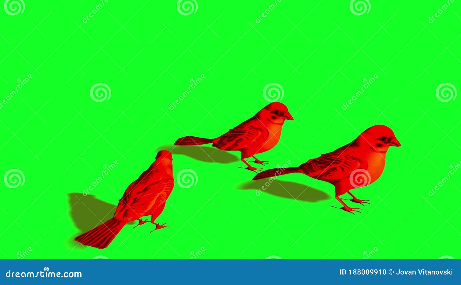 Bird Sparrows is Idle and Flying Stock Footage - Video of animal ...