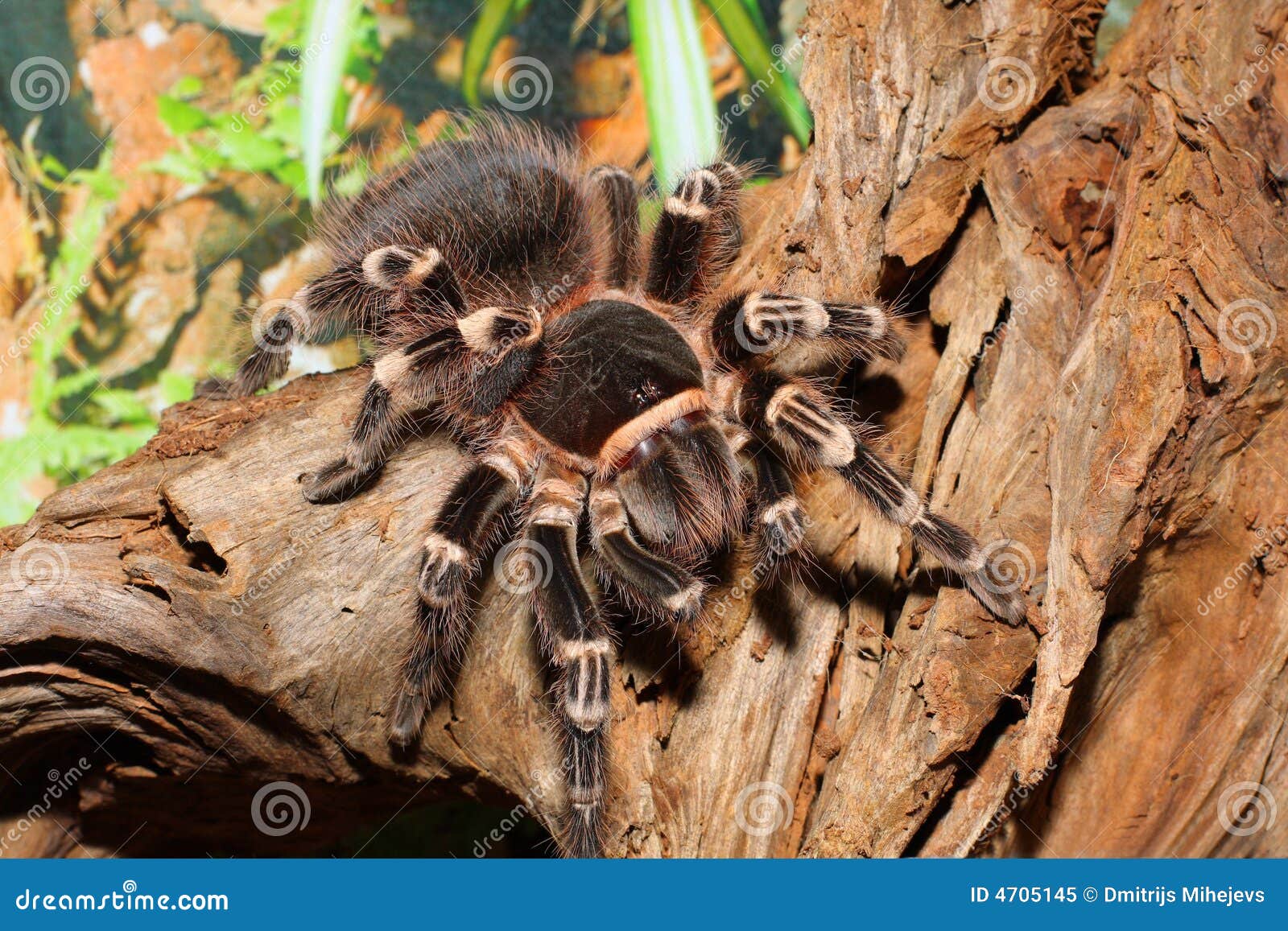 Bird spider stock image. Image of pets, black, danger - 4705145