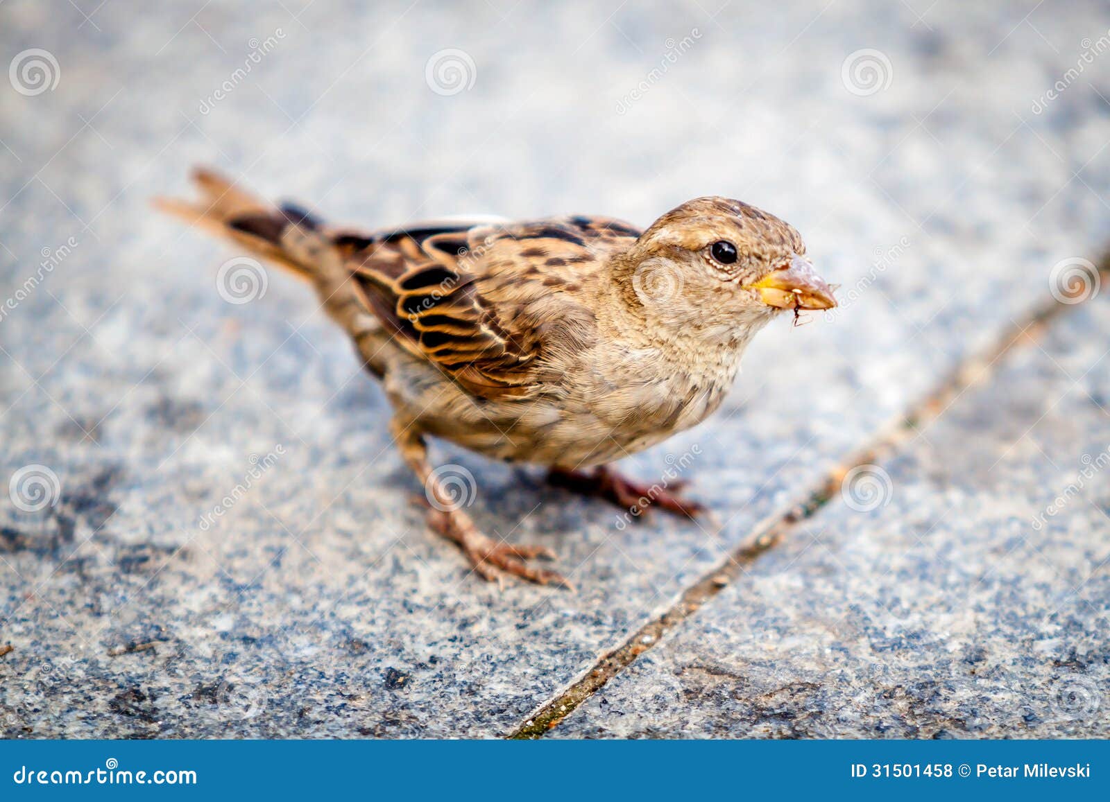 Bird stock photo. Image of baby, tame, flight, isolated - 31501458