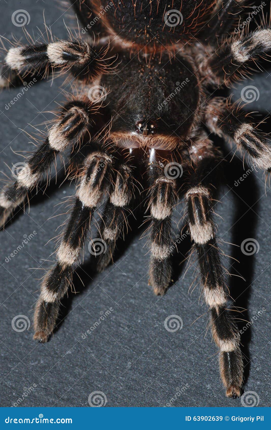 Bird spider stock image. Image of nightmare, species - 63902639