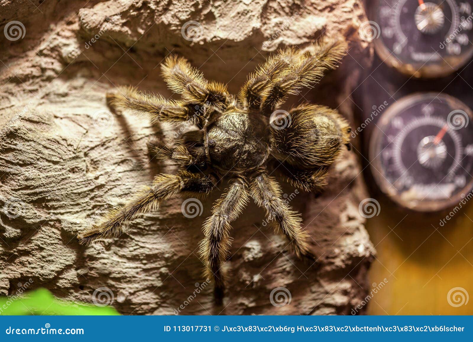 A Bird Spider, Tarantula Hangs on a Stone Stock Image - Image of macro ...