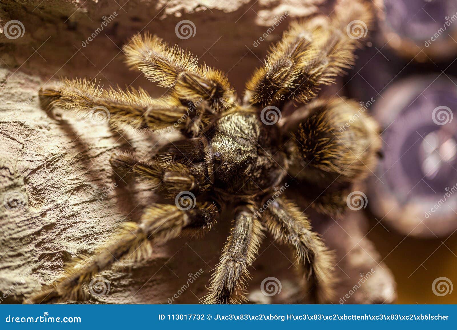 A Bird Spider, Tarantula Hangs on a Stone Stock Photo - Image of ...