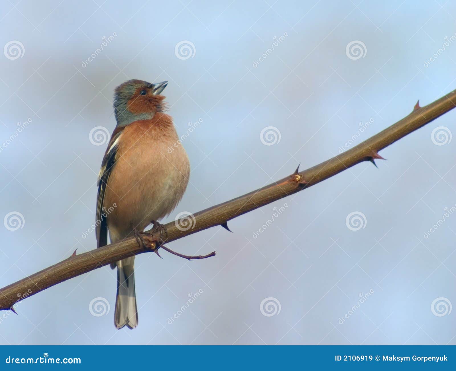 Bird on a spiny twig stock image. Image of happy, thorny - 2106919