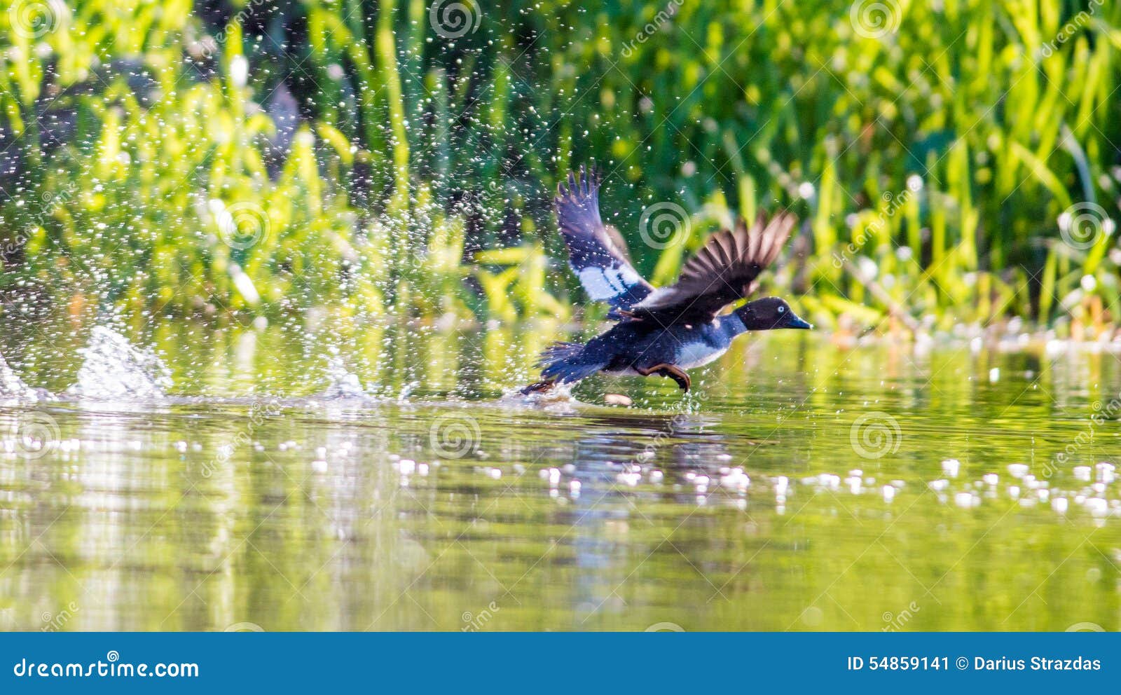 Bird splashes water stock image. Image of leaving, splashes - 54859141