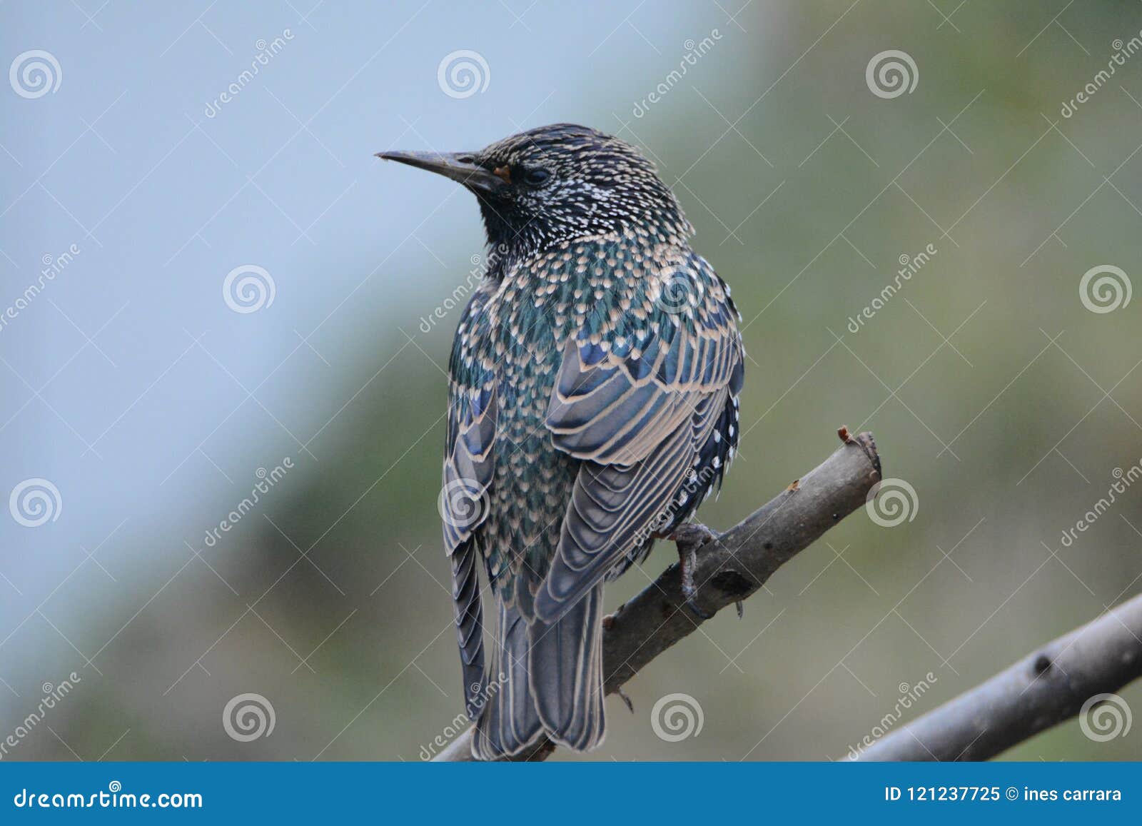 Common starling stock image. Image of splendid, starling - 121237725