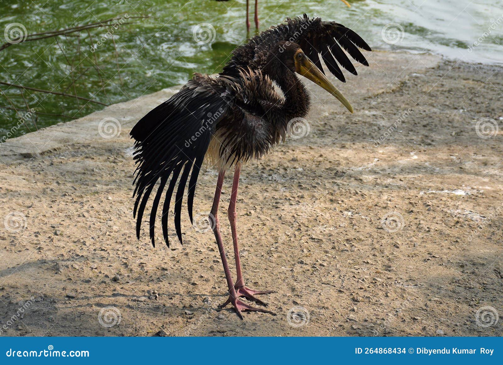 Bird Spreading Wings for Drying in Sun Stock Photo - Image of waterfowl ...