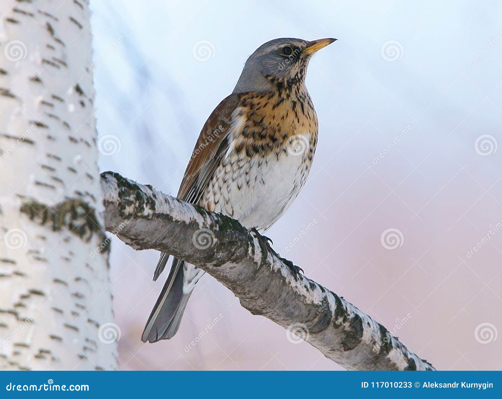 Bird in Spring on a Birch Tree Stock Image - Image of beak, sits: 117010233